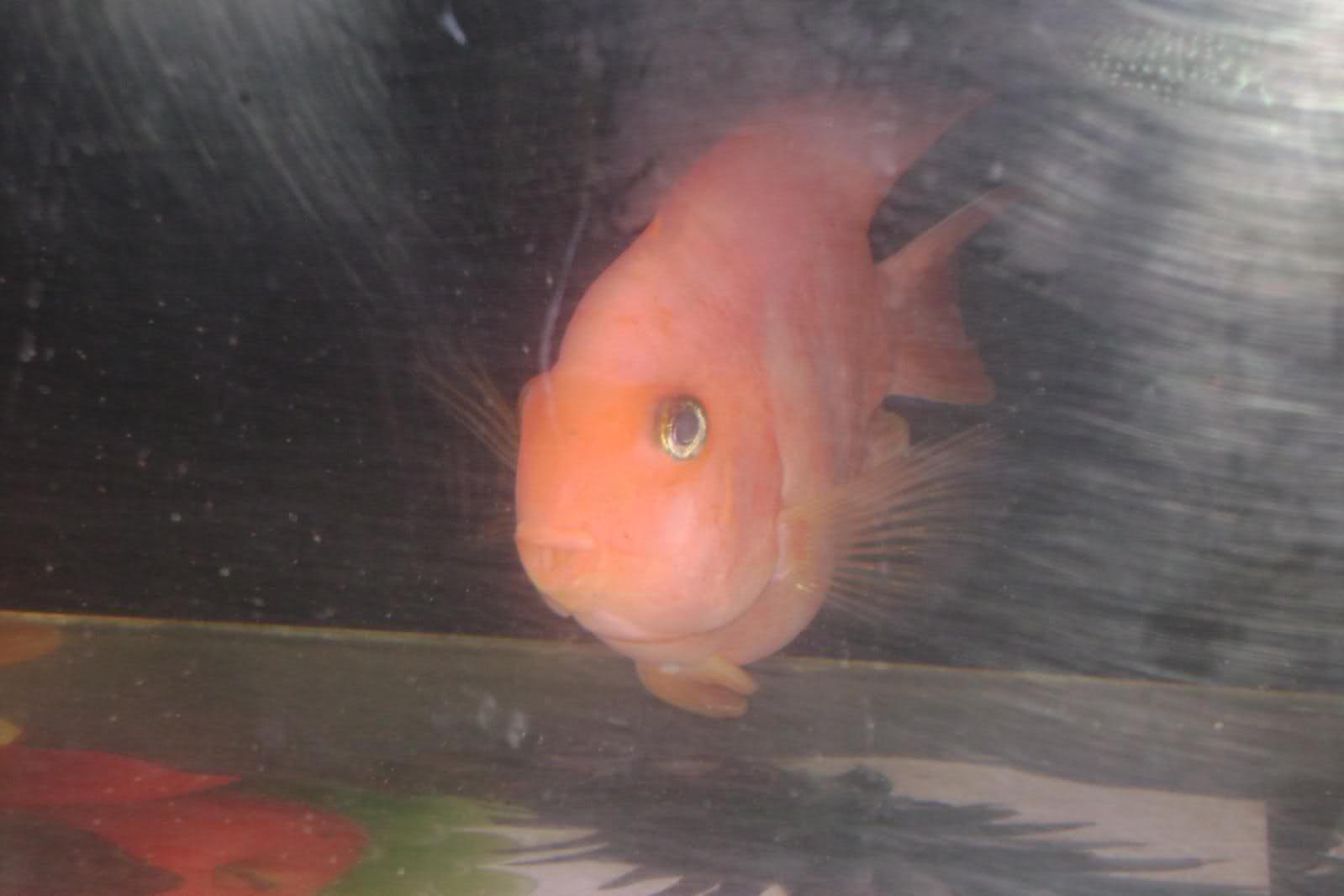 Flowerhorn The Hybrid Cichlids: Zz Red Dragon X King Kong Parrot