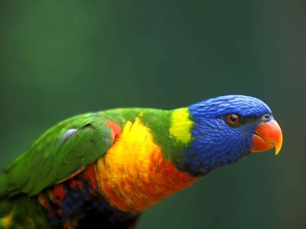 Imágenes de Pájaros: Loros