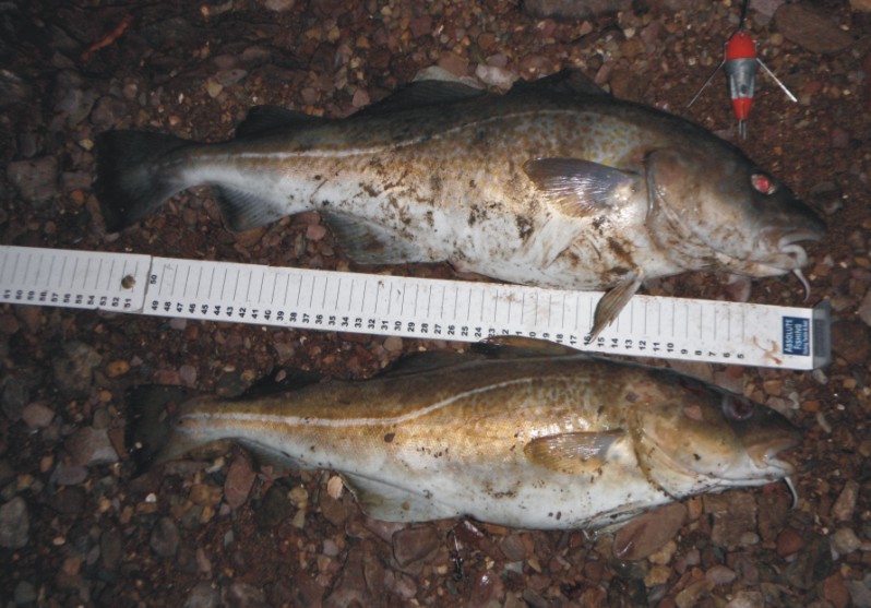 South Coast Bass by RockHunter: Summary of the Cod Season - Part 2: The ...