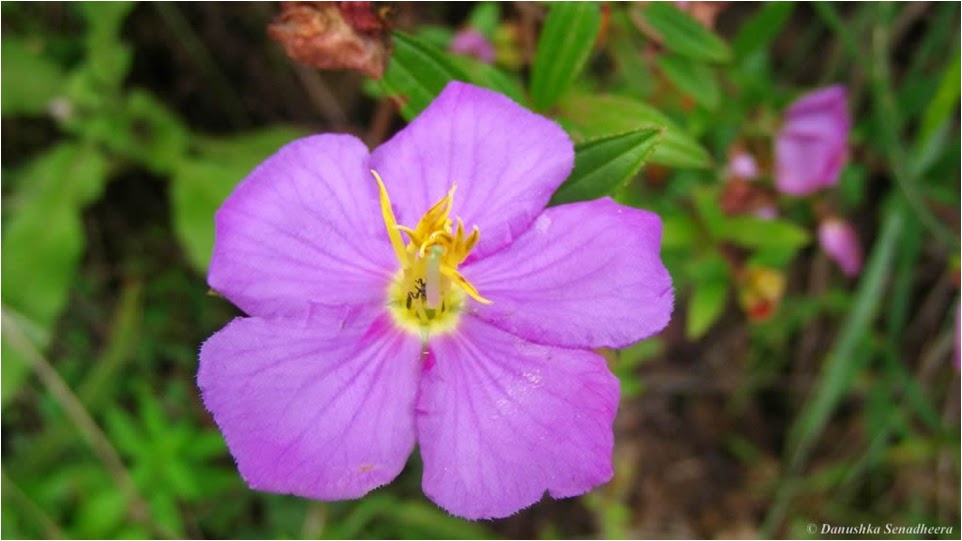 Belihul Oya: Belihul Oya