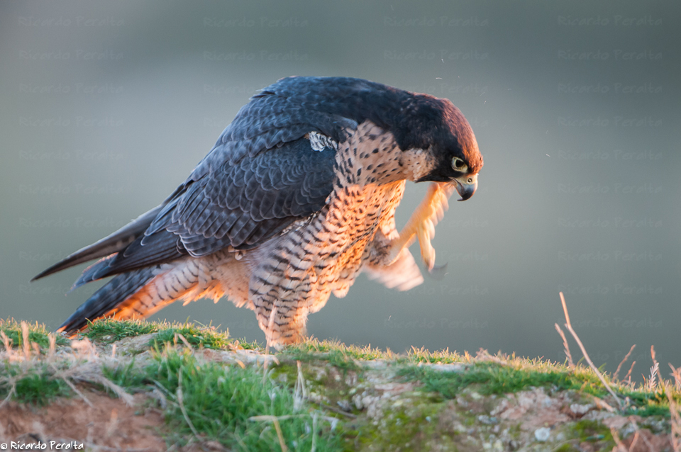 Ricardo Peralta. Fotógrafo de Naturaleza: Halcón Peregrino (Falco ...
