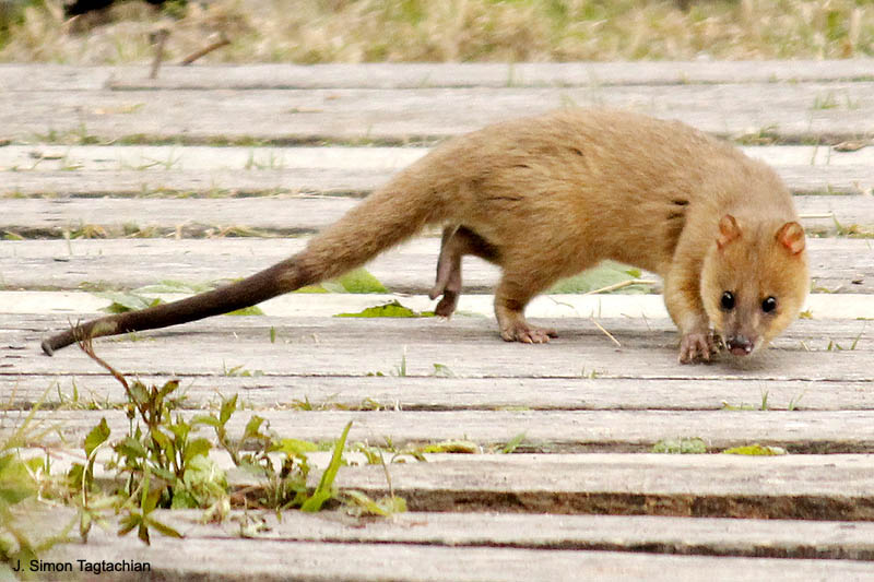 Fotos Viejas de Mar del Plata: HISTORIA DE LA LAGUNA Y SIERRA DE LOS PADRES