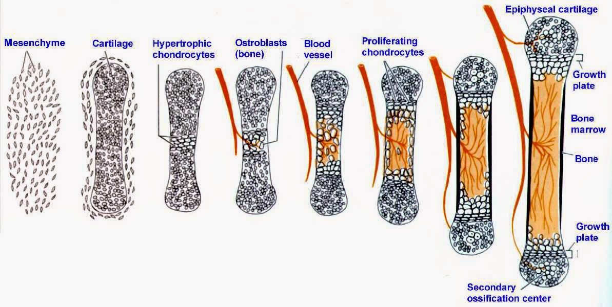 Morfofisiológia 1: Tejido oseo (Histología)