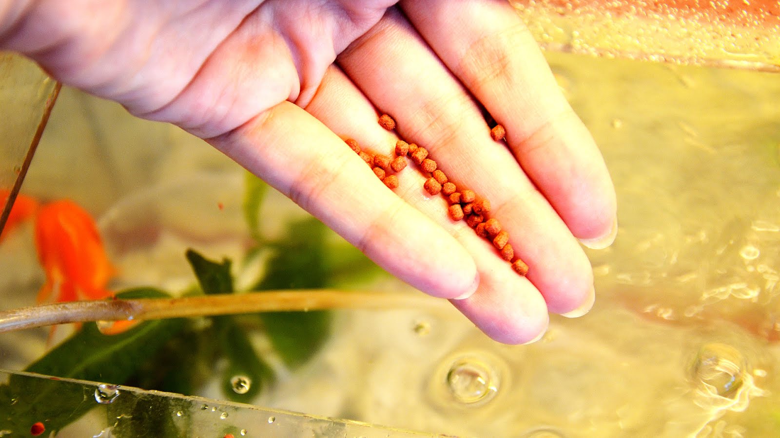 Goldfish - Gold Fish Feeding - Fish Choices