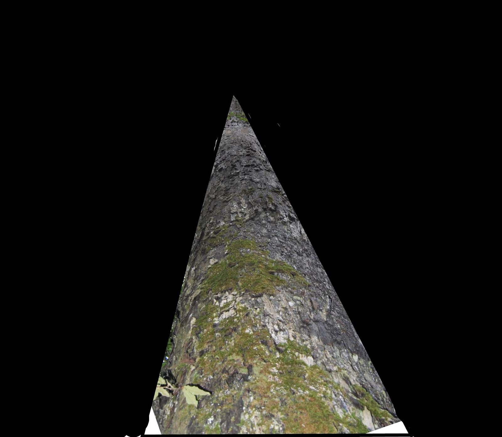 LENNARD'S BONSAI BEGINNINGS.: Sumo style/form bonsai.