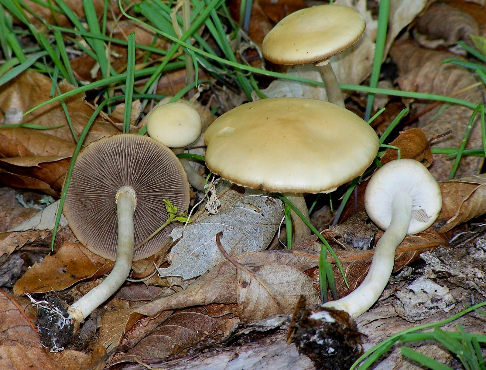 Setas Extremadura : Agrocybe Praecox