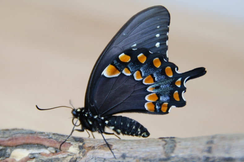 Northwest Butterflies: Sparkling spicebush swallowtail