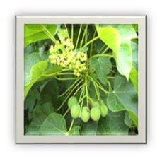 Serenemaklong: Khasiat Pokok Jarak Pagar