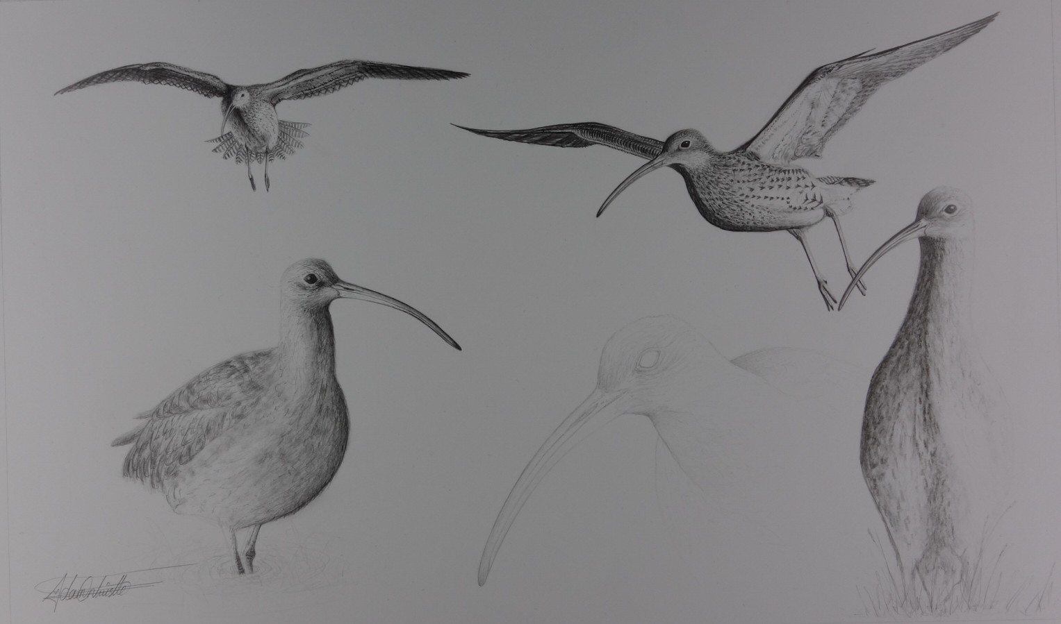 Adam Entwistle British Wildlife+Angling Artist: Curlew Walk