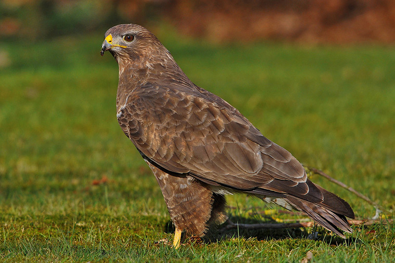 De Natuur van Huub Reulen: De witte