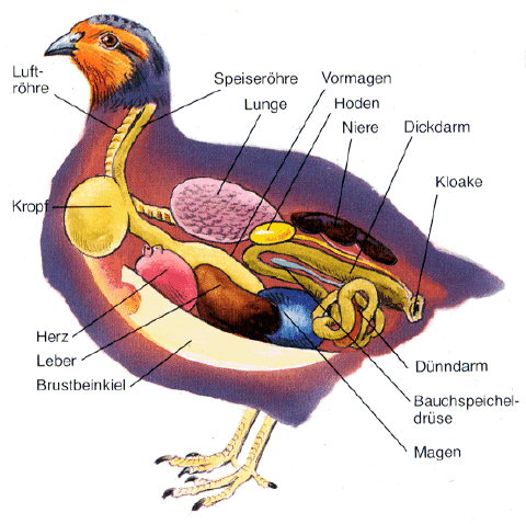EL ALEMAN NO ES DIFICIL: VOCABULARIO: LAS AVES (Die Vögel)