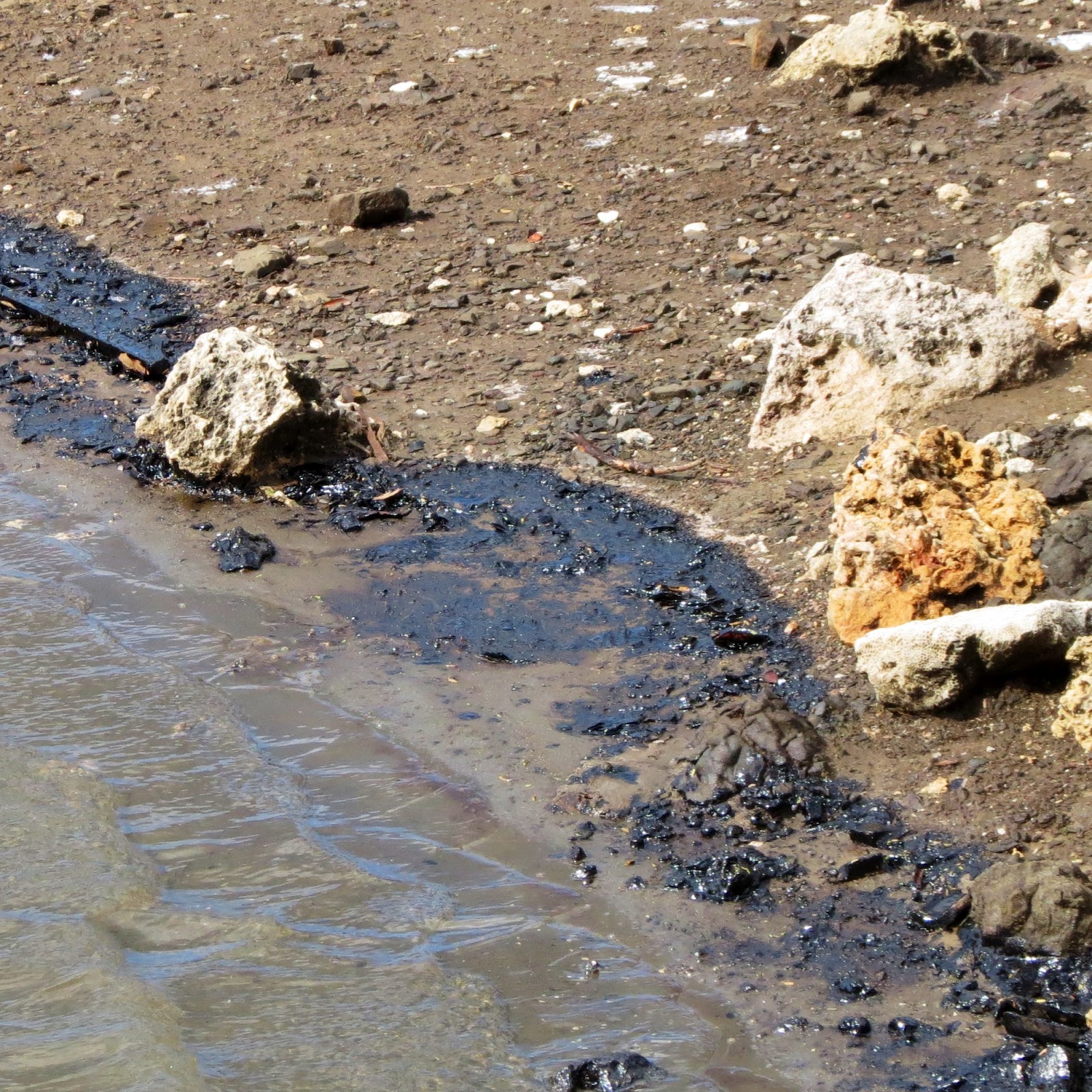 Hiking Curaçao - Flora and Fauna: Oil in Jan Kok Salt Pans