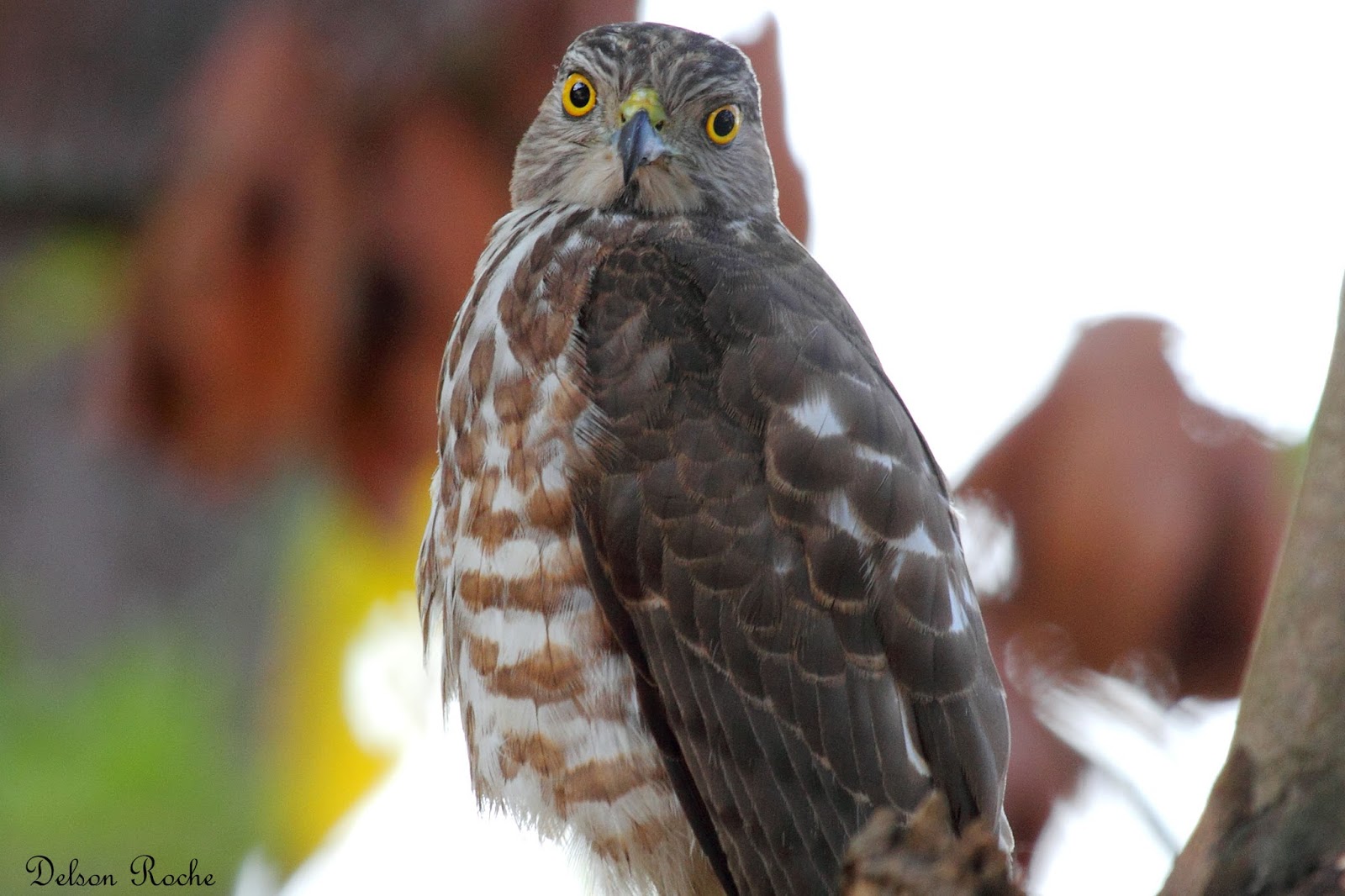 Friendly Animals: Besra Sparrowhawk
