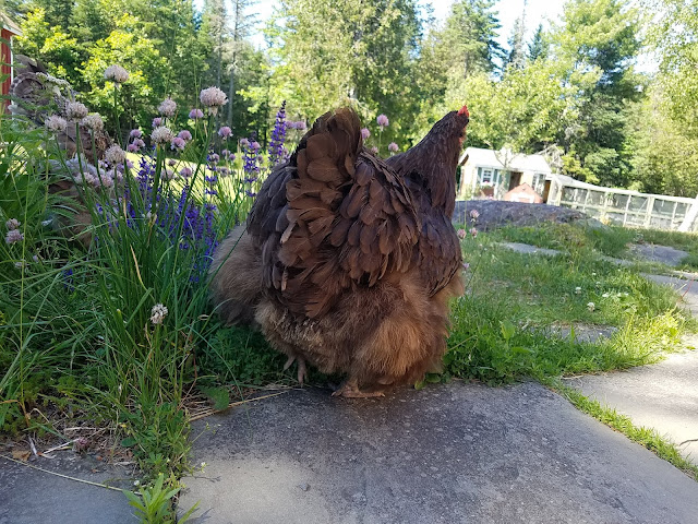 Vent Gleet in Backyard Chickens - Fresh Eggs Daily® with Lisa Steele