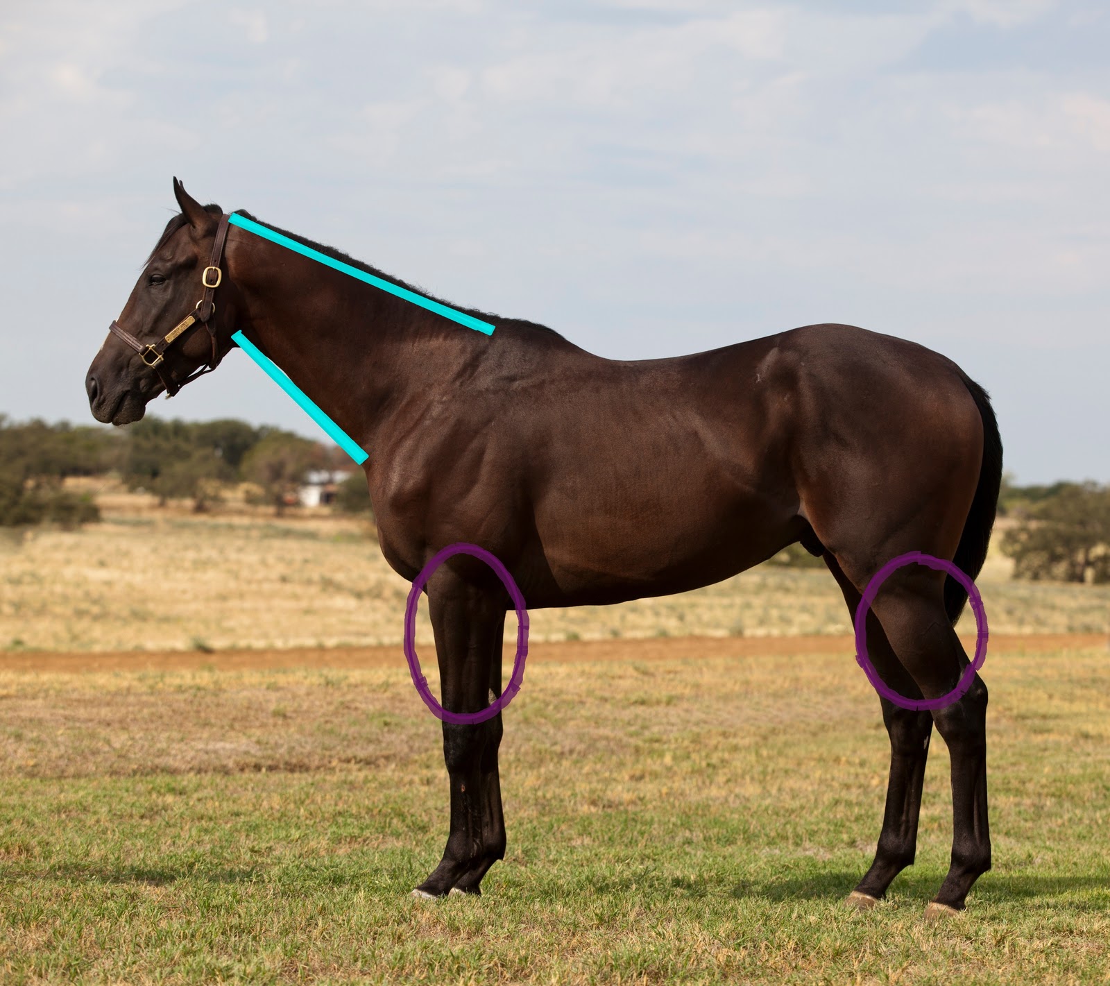 Past the Grandstand: "That's a Good-Looking Horse"