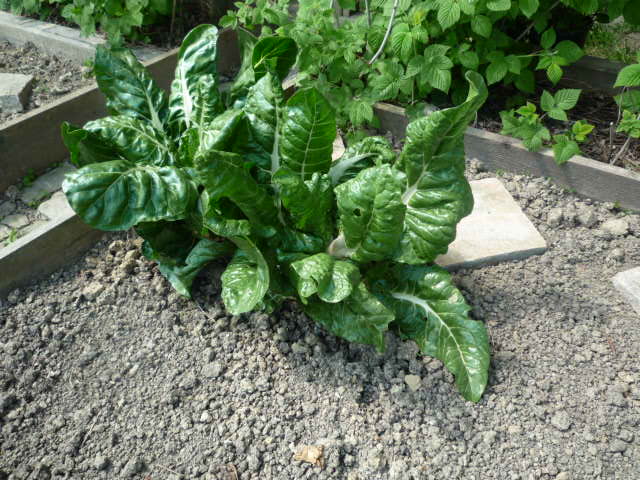 Bolli's Kitchen: Mangold - Tarte aux blettes