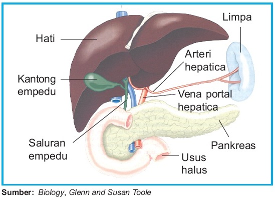 Tanda-Tanda Penyakit Hati (Liver Disease) | Informasi Rohani dan Jasmani