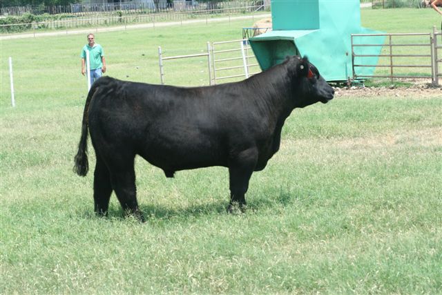Fatsteer News: Heat Wave x Heat Wave Bull For Sale from Austin Cattle Co.