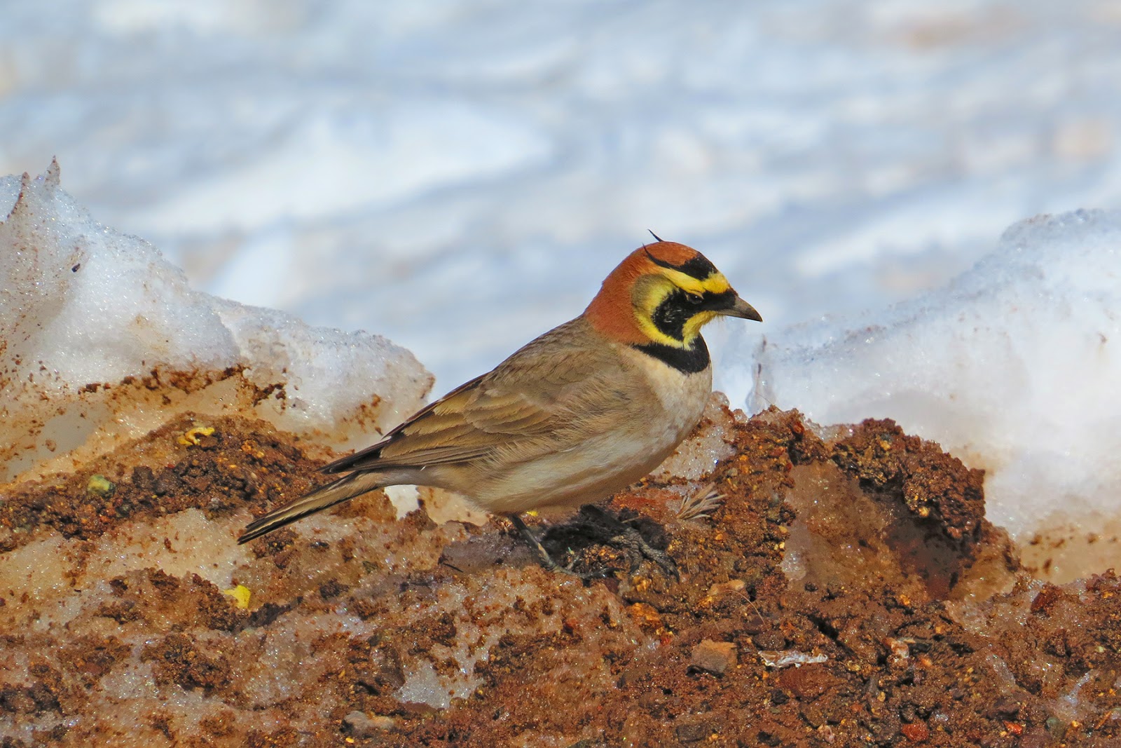 Bird Guide: Next up wonderful Morocco