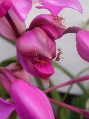 18+ Spesial Tanaman Rambat Sketchup