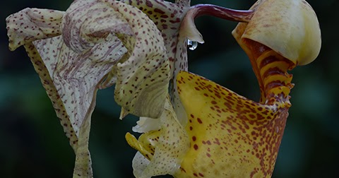 The Orchid Column: More Coryanthes in Flower