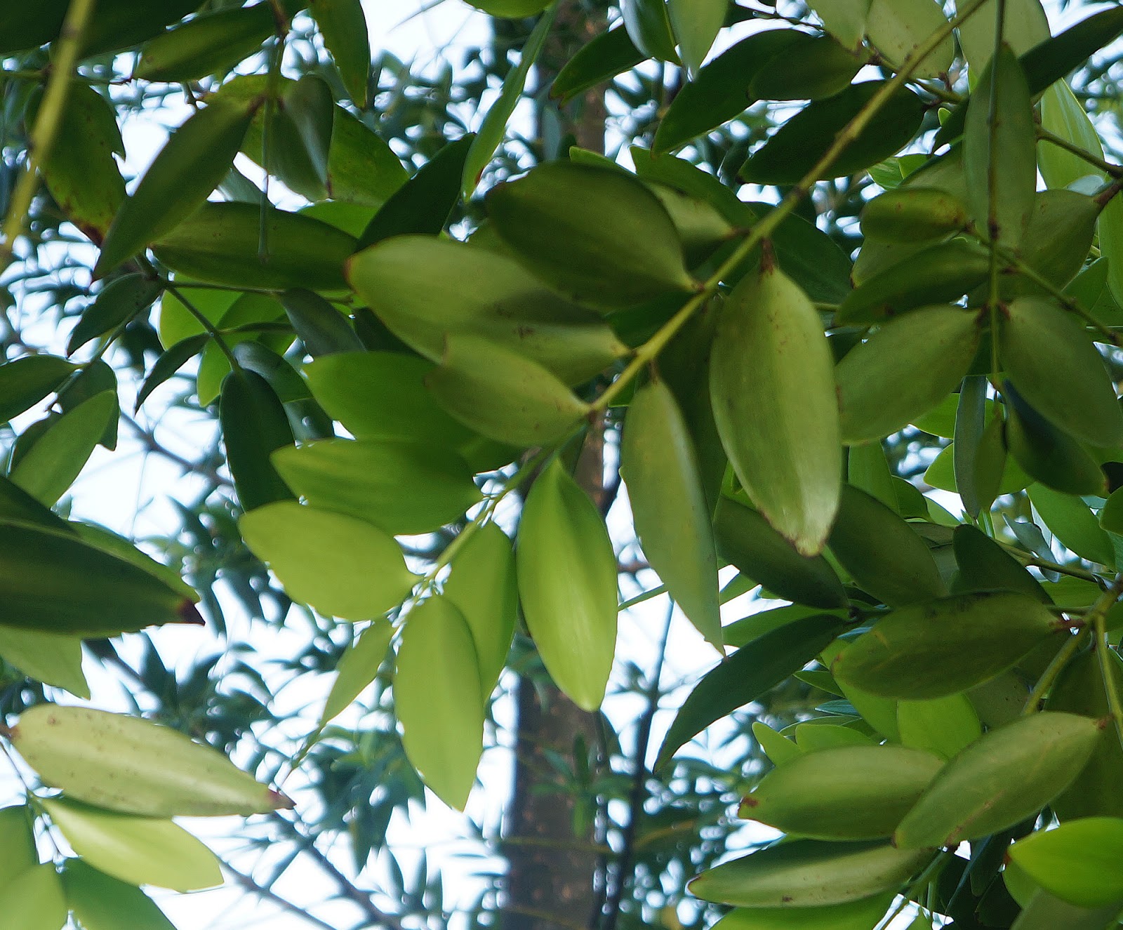 Riverine Parks: Agathis borneensis