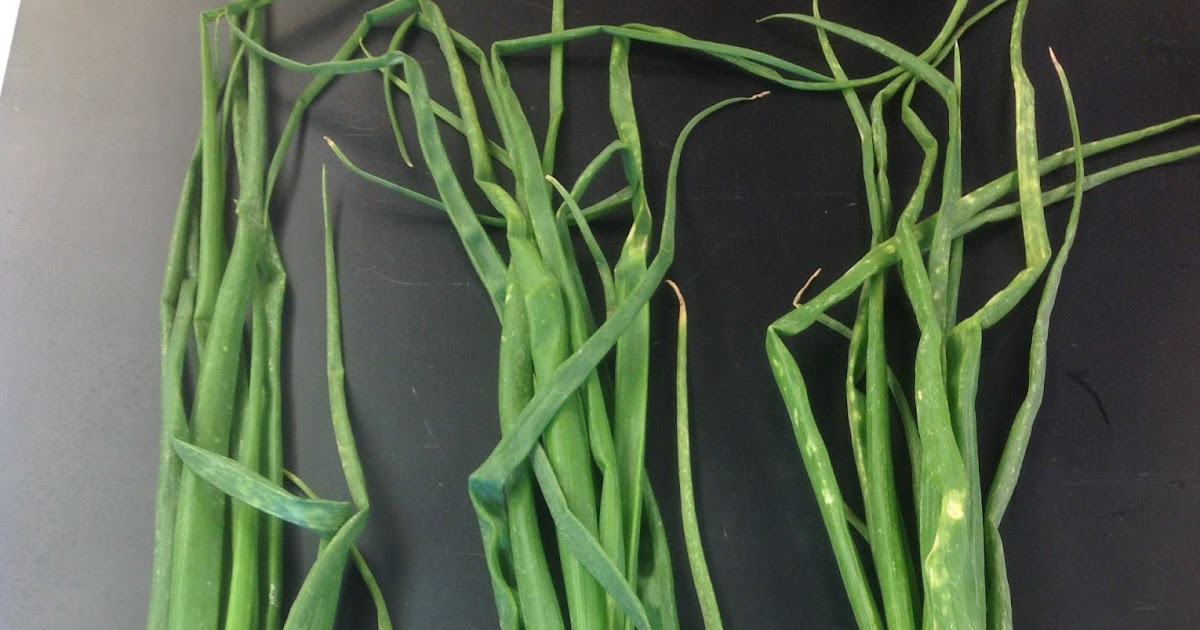 NMSU Plant Clinic: Pink Root on Onions