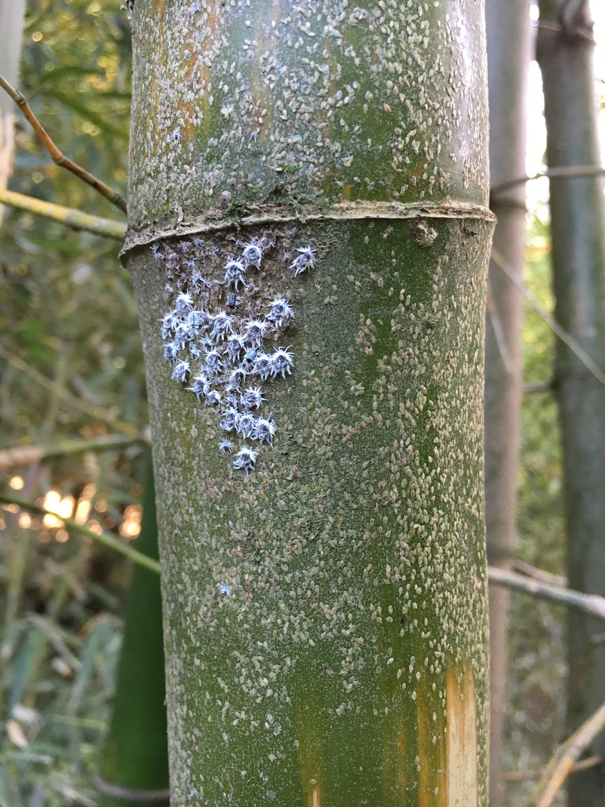 Agrobambu/Bambuplatz Garten: INSETOS DO BAMBU - BAMBOO INSECTS