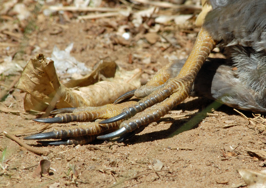 A Snail's Eye View: Turkey/vulture