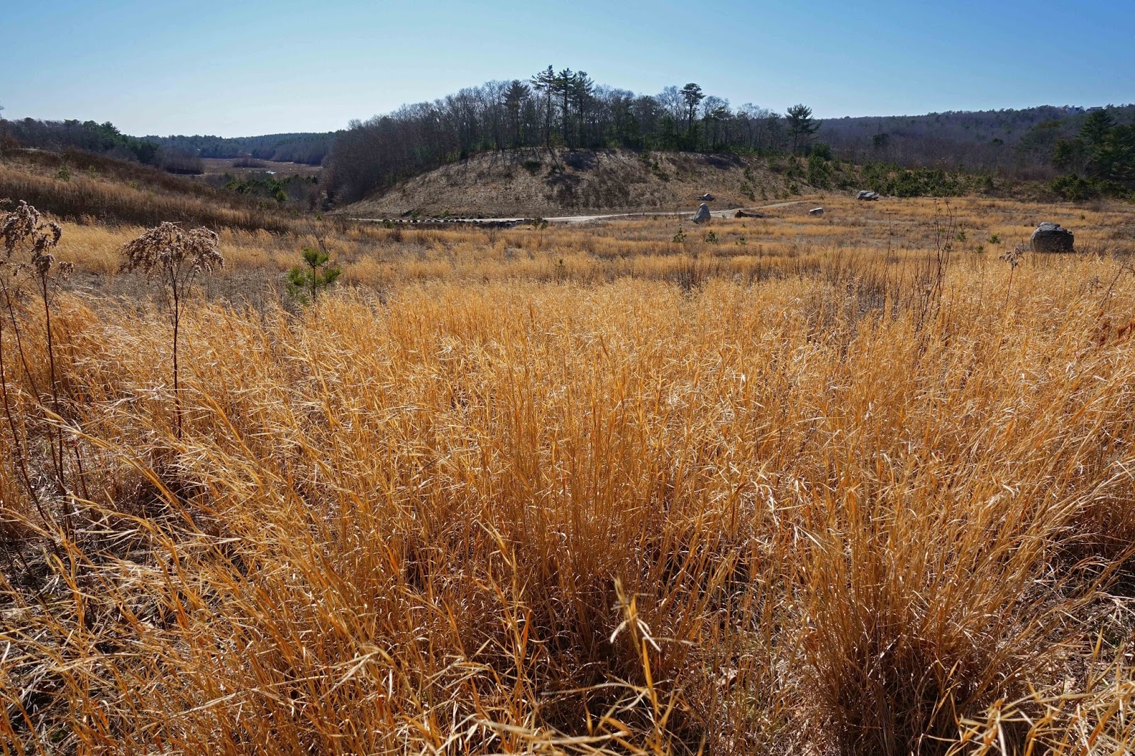 Joe's Retirement Blog: Tidmarsh Wildlife Sanctuary, Mass Audubon ...