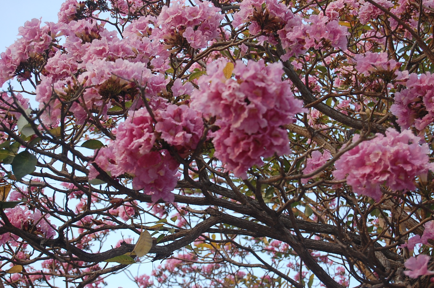 MÁS ROBLES PARA BARRANQUILLA