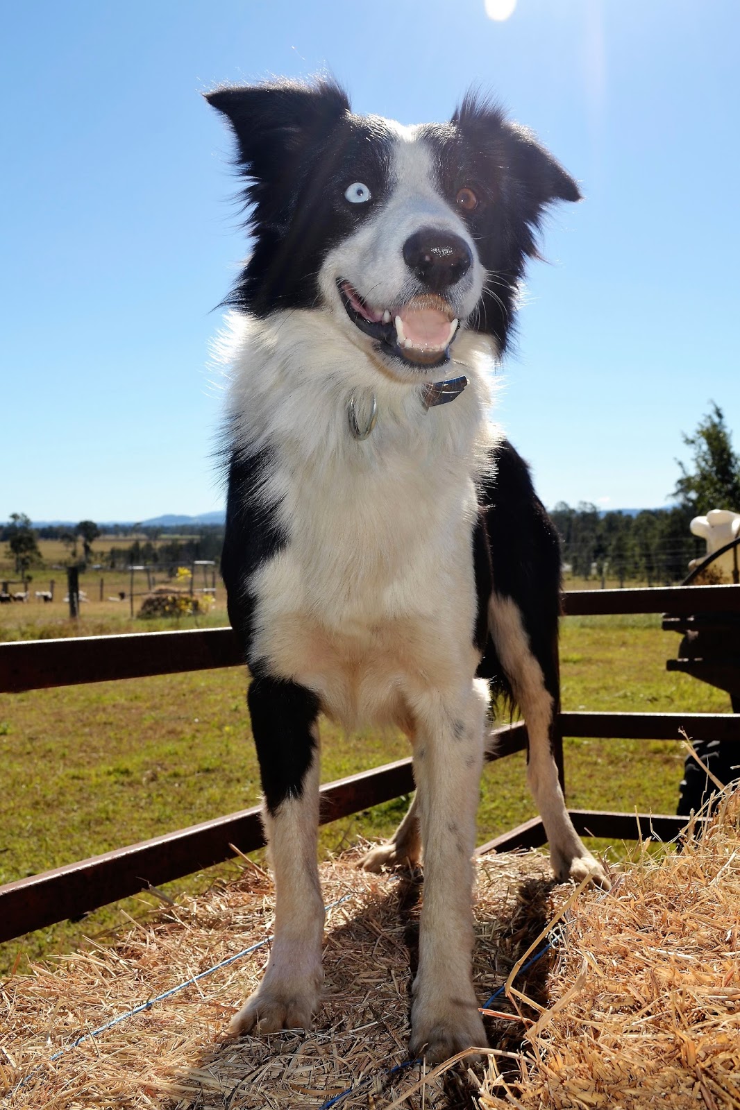 Australian Working Stock Dog Open Dog of the Year point score : 10 ...