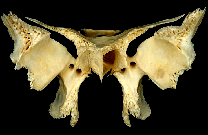 Huesos del cráneo - MedicinaVN
