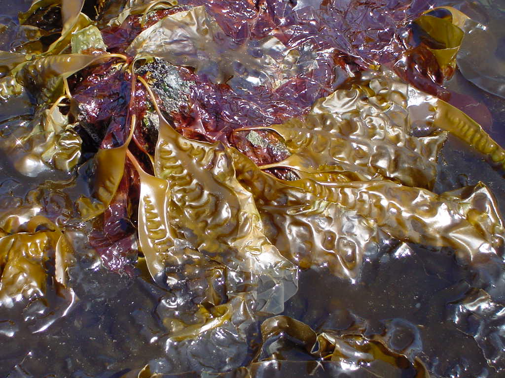Buzz's Marine Life of Puget Sound: Algae-Seaweed-Sea Grass