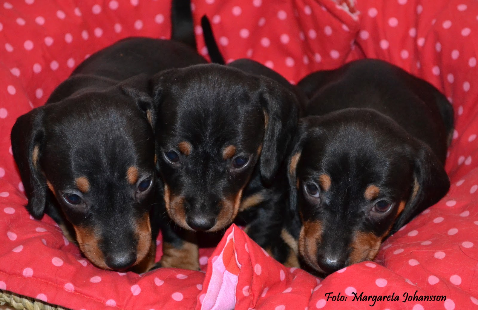 kennel TEAM M: PLÅTNING AV TAX VALPAR