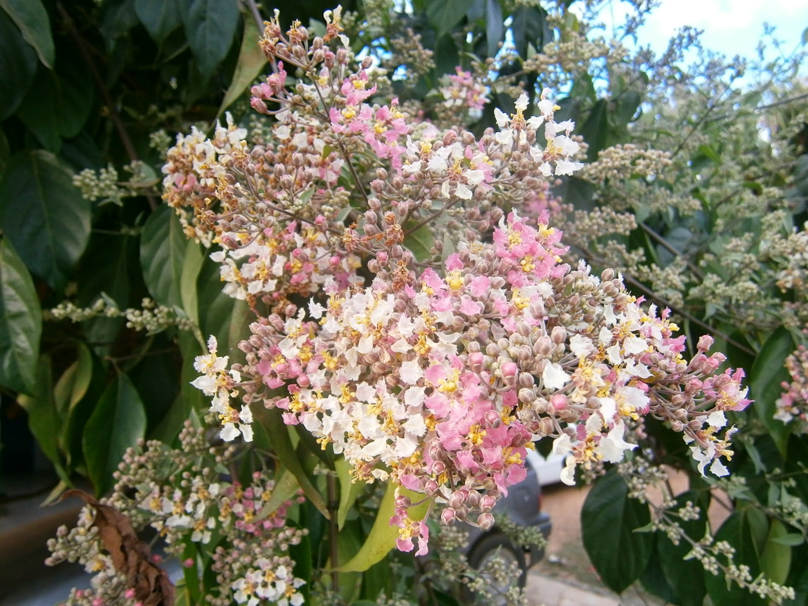 Zelando pela Chacrona e pelo Jagube: Segunda Floração do Jagube!