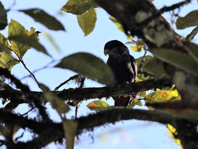 Instantes alados Perú y Ecuador 2018: loro negro o catarnica
