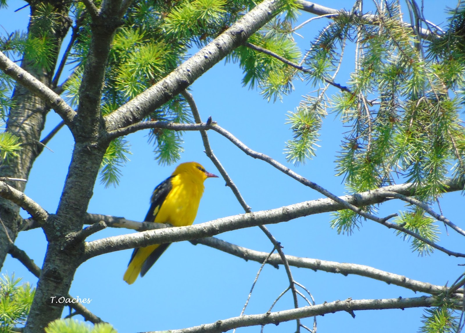 PASARI DIN ROMANIA: GRANGUR, Oriolus oriolus
