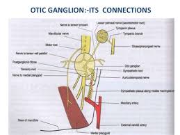OTIC GANGLION