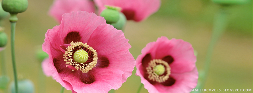 My India FB Covers: Pink Poppies - Flowers FB Cover