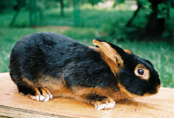 świat_według_królika : Rasy królików miniaturowych