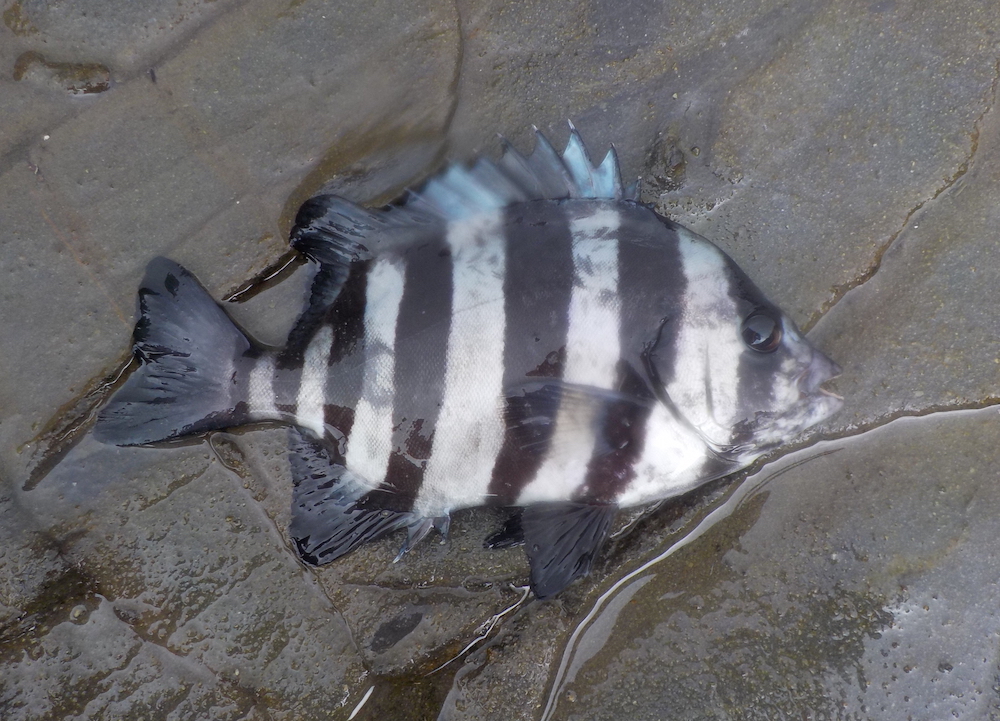 American saltwater lures can catch Japanese fish?: (No. 78) Grass ...