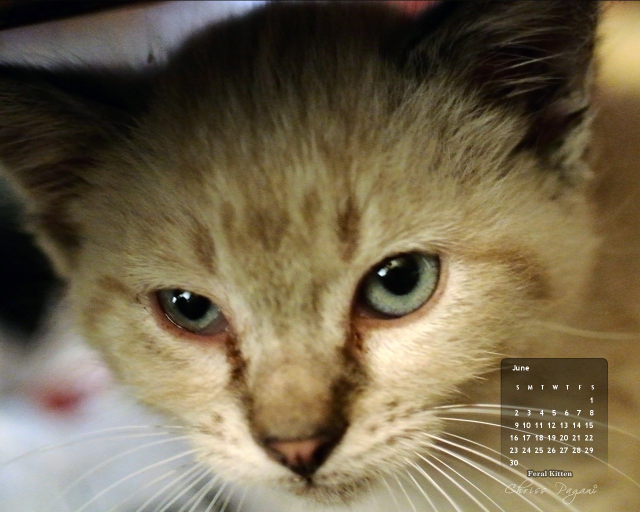 June Desktop Calendar Hiding Little Feral Kitten
