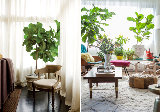 Fiddle Leaf Fig Ficus