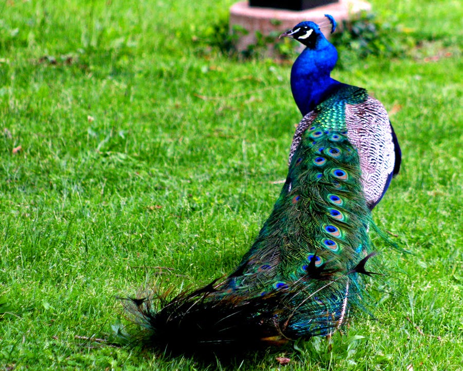 burung | macam macam jenis burung