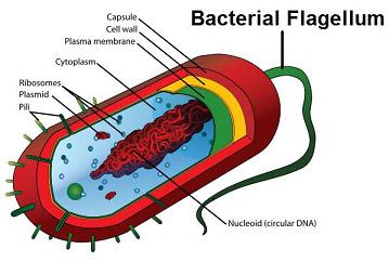 Welcome To Amazing World: The Bacterial Flagellum