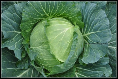 mrkumai.blogspot.com: Kebun Kubis Bulat di Cameron Highlands