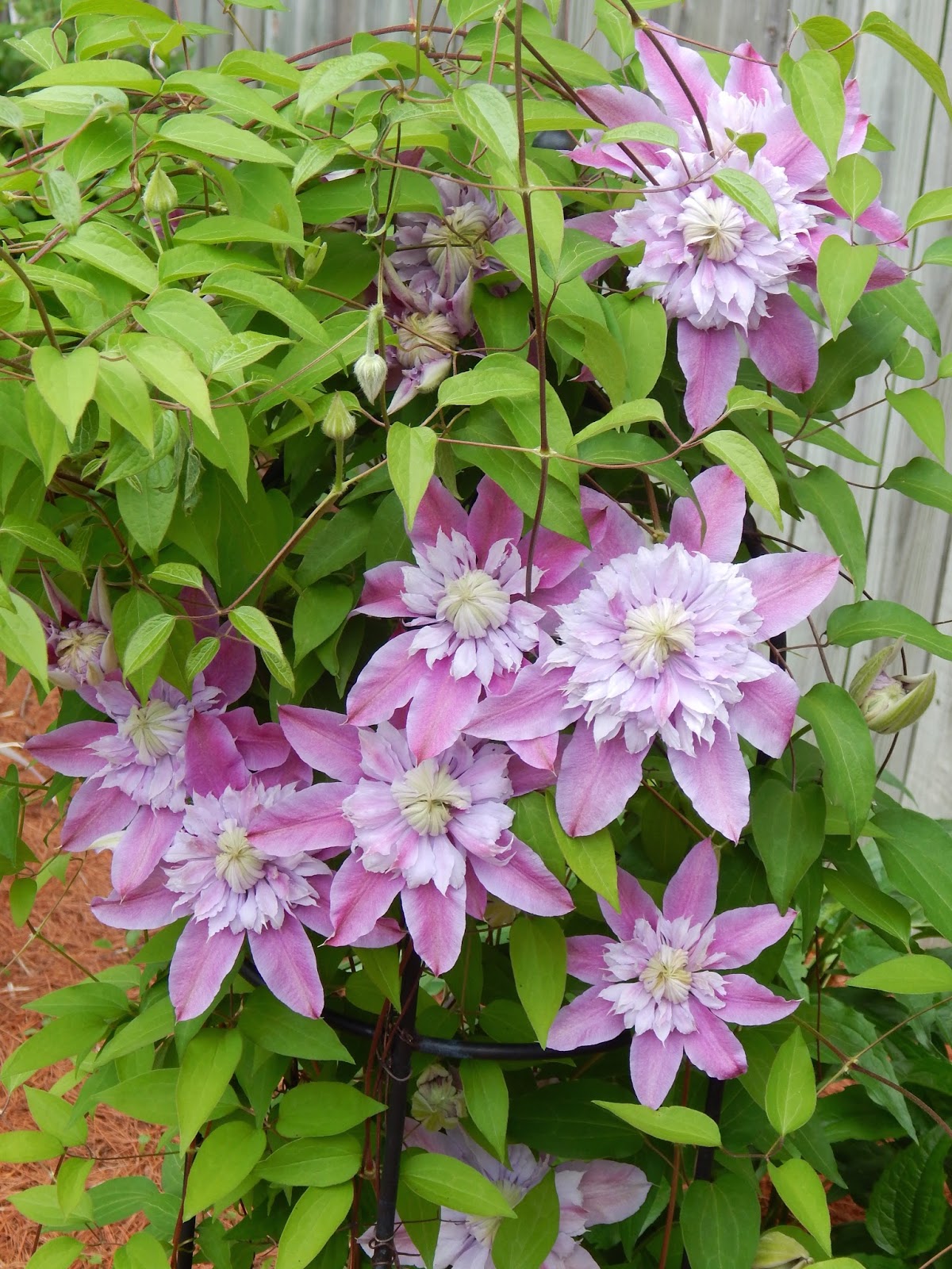 Beyond The Garden Gate: Clematis, Queen of the Climbers
