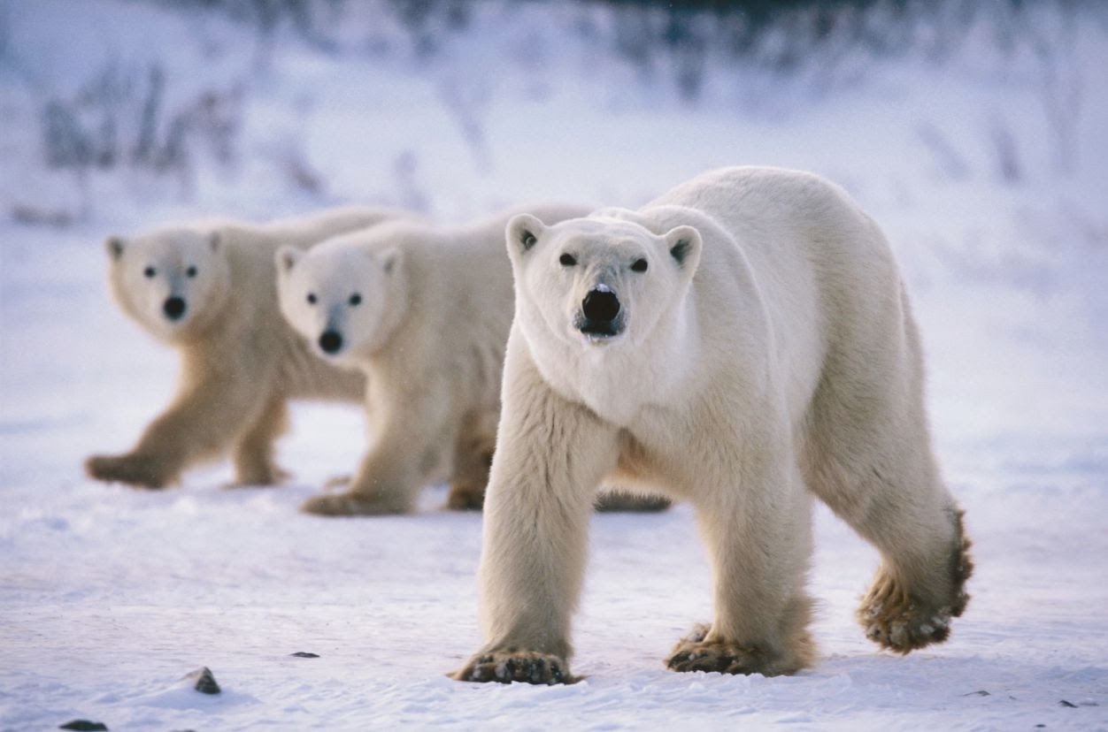 Polar Bears and Climate Change: The History Behind The Polar Bears