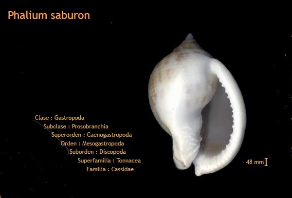 Artes de Pesca: YELMO ESTRIADO Y YELMO PINTADO